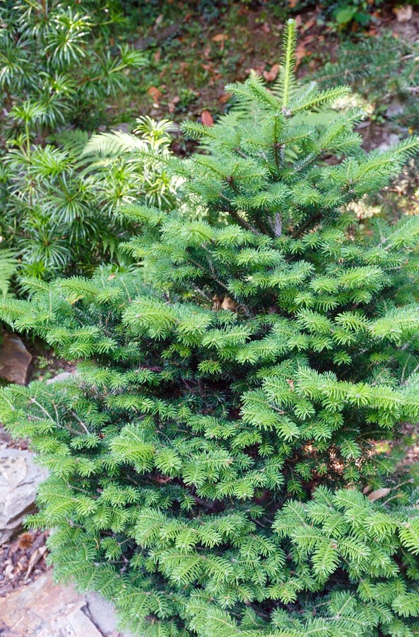 Small Fluffy Green Fir Tree. Stock Image - Image of nature, botany ...