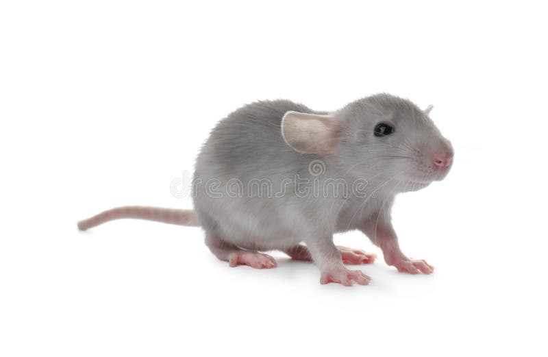 Small Fluffy Grey Rat on White Background Stock Photo - Image of pest ...