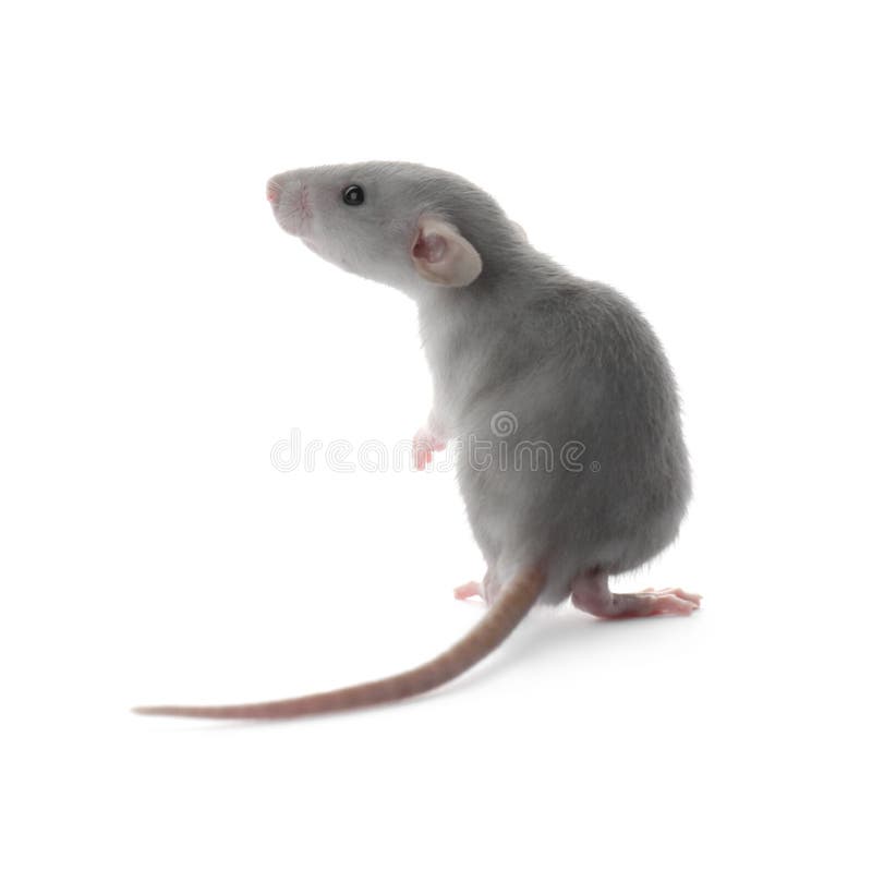 Small Fluffy Grey Rat on White Background Stock Image - Image of fluffy ...