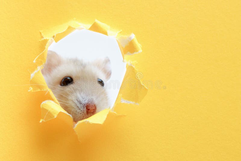 A Small Fluffy Hamster Looks through Yellow Torn Paper Close-up Stock ...