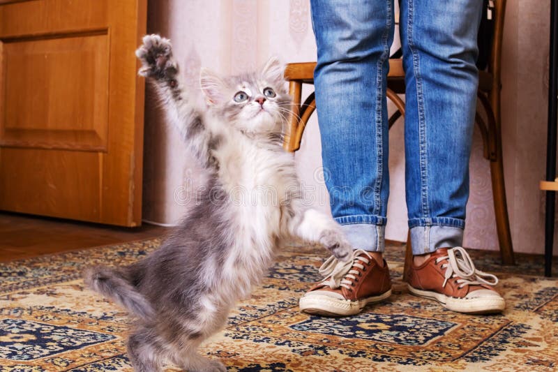 Small Fluffy Kitten with a Curious Look Stock Photo - Image of looking ...