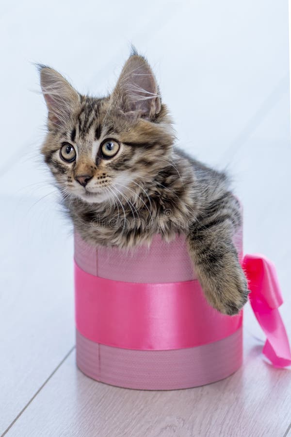 Fluffy Kitten Sitting in a Wooden Basket on a Light Neutral Background ...