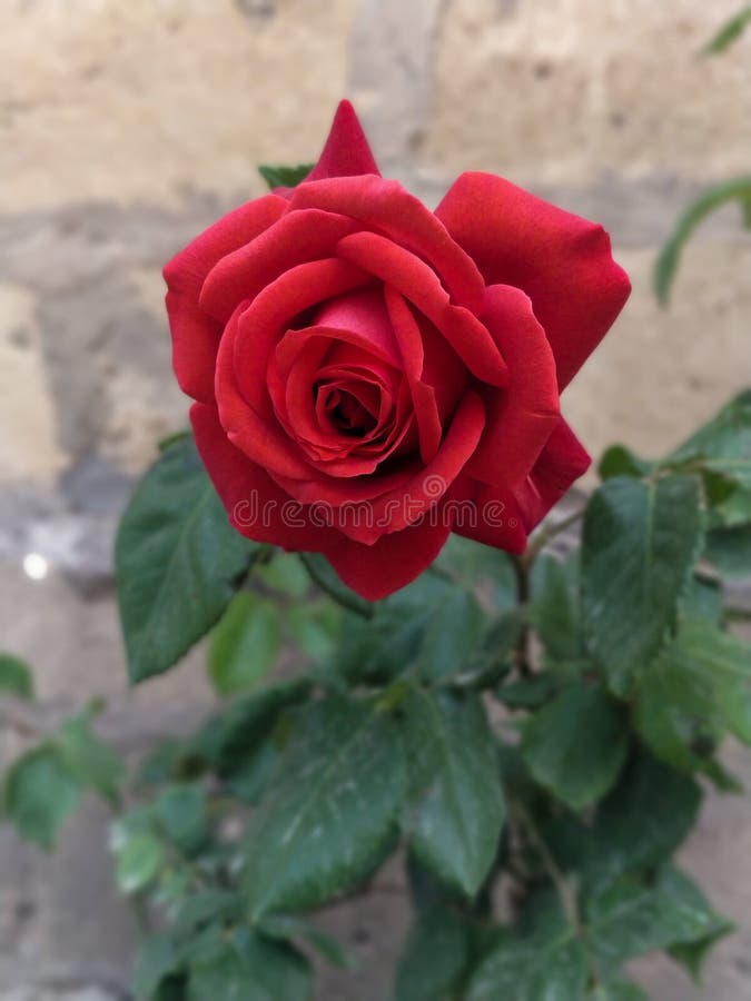 Flower of love stock photo. Image of plant, rose, shrub - 229253984