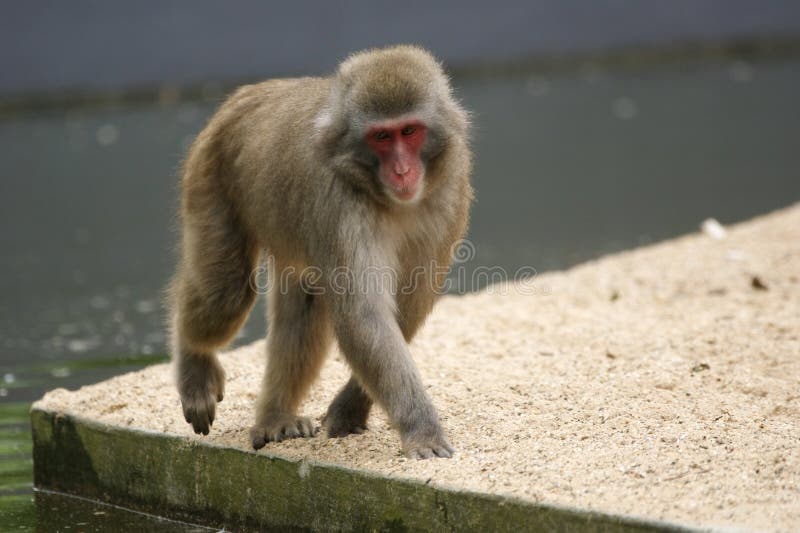 Small fluffy monkey stock photo. Image of grass, human - 36658218