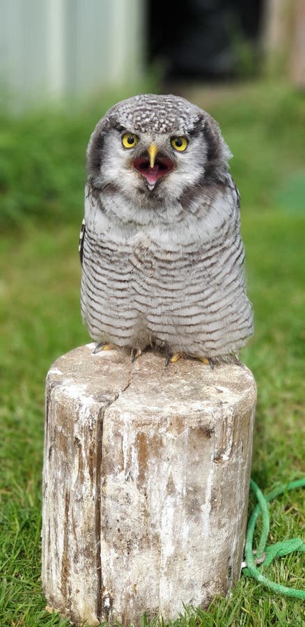 Screeching Tiny Owl stock photo. Image of finch, small - 256359864