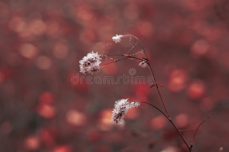 208 Fluffy Cobweb Photos - Free & Royalty-Free Stock Photos from Dreamstime