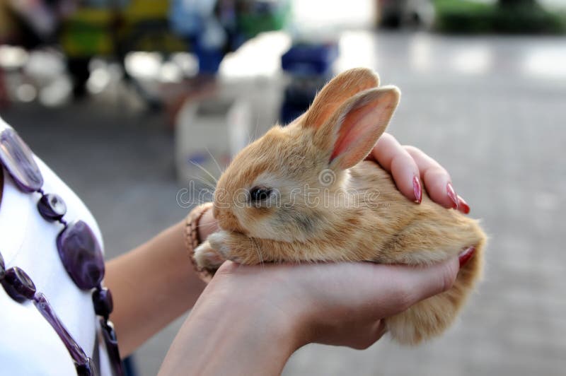 Small fluffy rabbit stock image. Image of care, attractive - 16411115