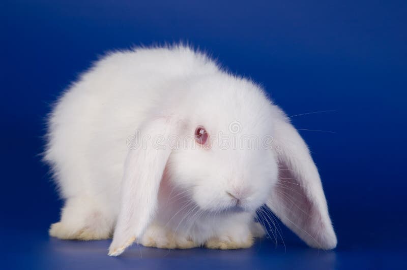 Small fluffy rabbit stock photo. Image of smooth, vertebrate - 17130806