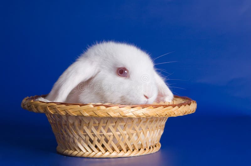 Small fluffy rabbit stock photo. Image of studio, mammal - 17130820