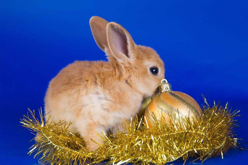 Small fluffy rabbit stock image. Image of young, tame - 17130837