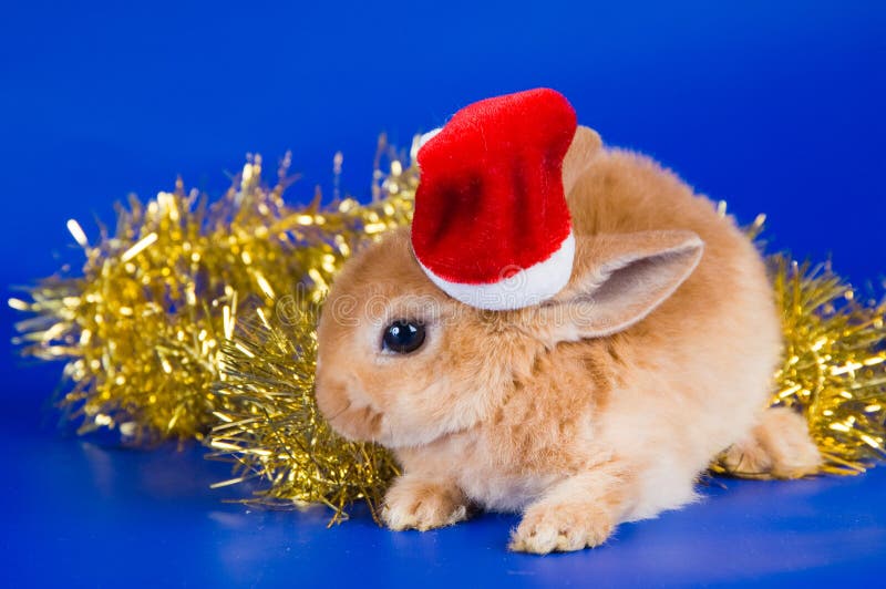 Small fluffy rabbit stock image. Image of fluffy, ears - 17130843