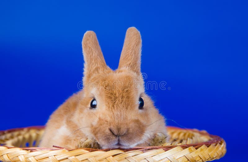 Small fluffy rabbit stock image. Image of young, animals - 17130845