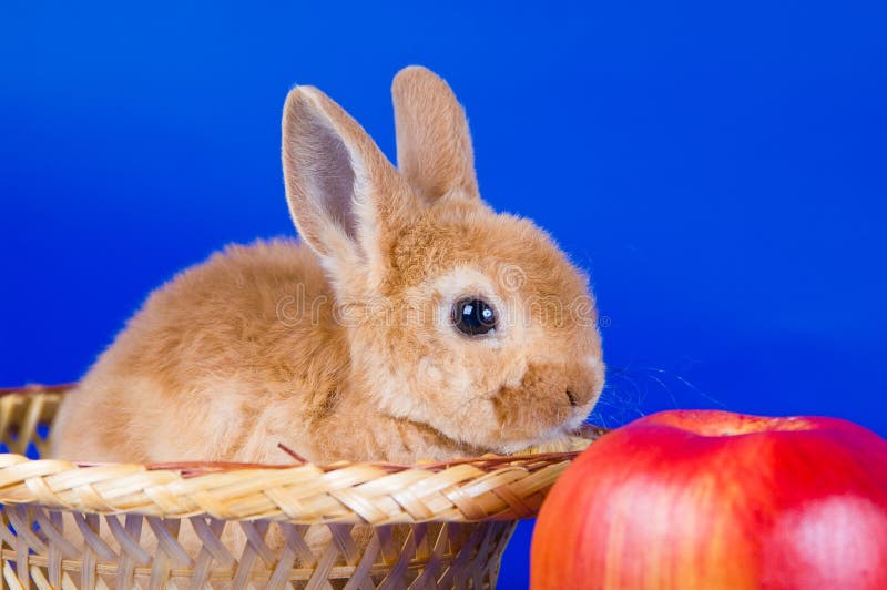 Small fluffy rabbit stock photo. Image of background - 17130846