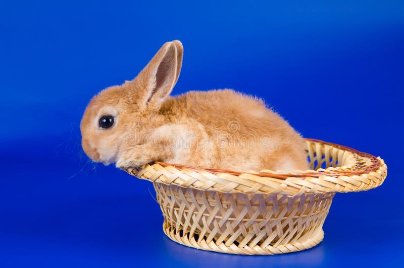 Small fluffy rabbit stock photo. Image of softness, domestic - 17130852