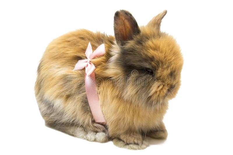 Small Fluffy Rabbit with Pink Bow Isolated on White Stock Image - Image ...