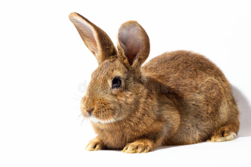 Small Fluffy Red Rabbit Isolated on White Background. Hare for Easter ...
