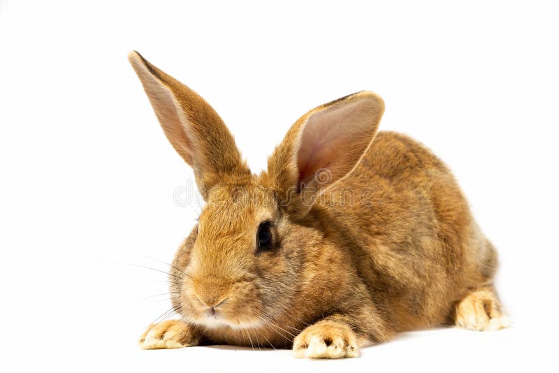 A Small Fluffy Red Rabbit on a White Background, an Easter Bunny for ...