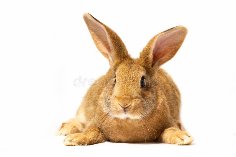 Small Fluffy Red Rabbit Isolated on White Background. Hare for Easter ...