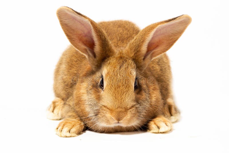 A Small Fluffy Red Rabbit on a White Background, an Easter Bunny for ...