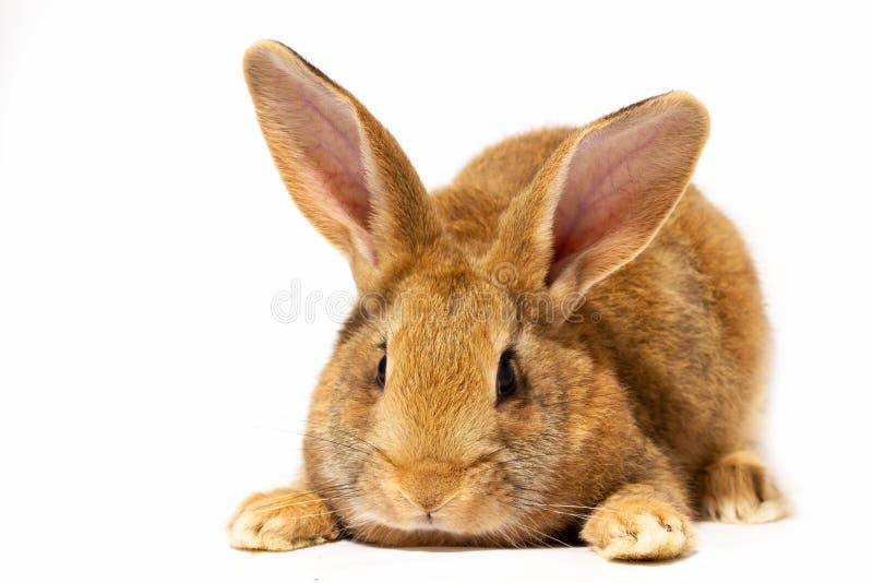 A Small Fluffy Red Rabbit on a White Background, an Easter Bunny for ...