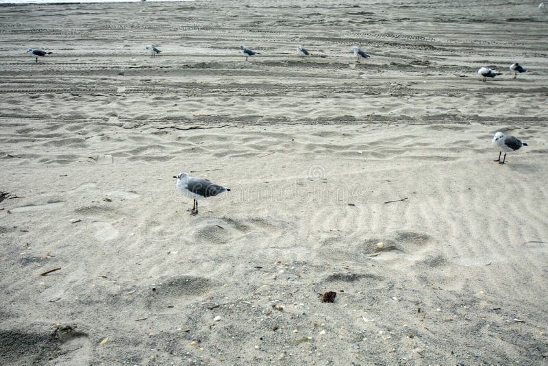 252 Sad Seagull Photos - Free & Royalty-Free Stock Photos from Dreamstime