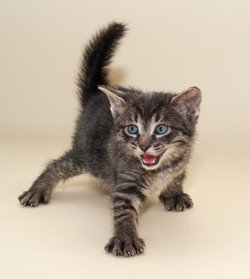 Aggressive kitten stock photo. Image of kitten, animal - 7168894