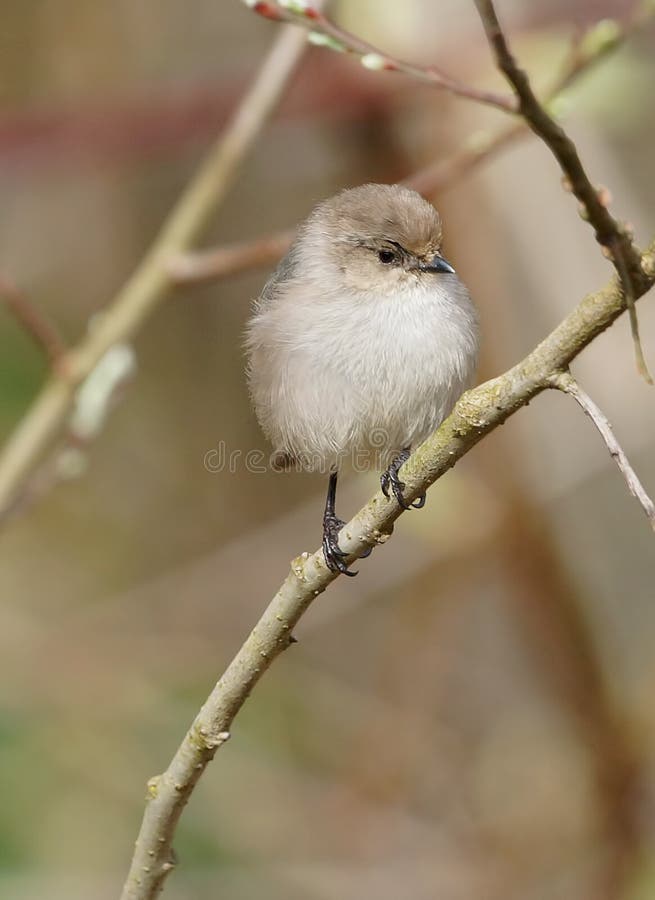 Small Fluffy Wild Bird stock photo. Image of small, fluffy - 64095630