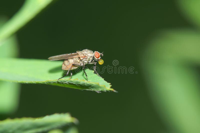 Small fly stock photo. Image of insects, hubble, yellow - 25119742