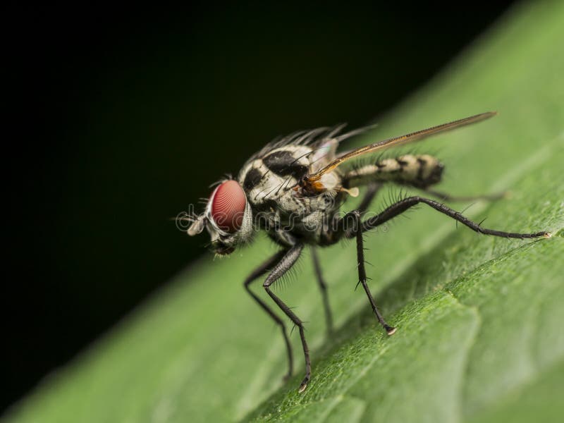 Small Fly stock image. Image of body, fauna, creepy, dangerous - 25432335