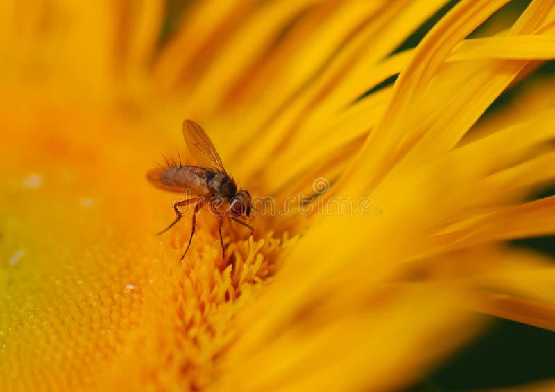 The Small Fly Picture. Image: 2950054