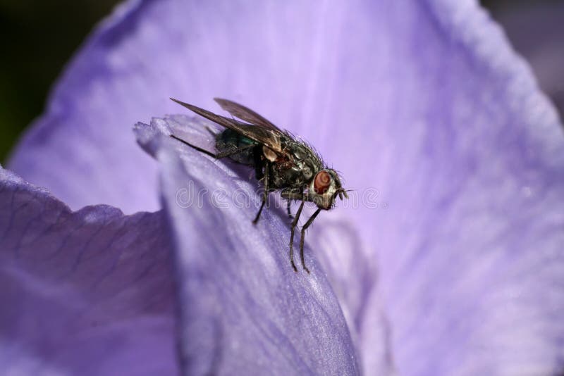 The Fly Picture. Image: 2390483