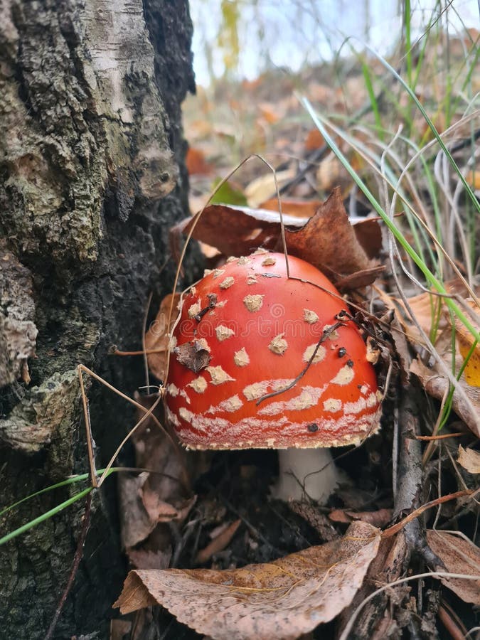 A Small Fly Agaric Hid Behind Dry Foliage. Peekaboo Stock Photo - Image ...