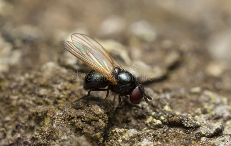 Small Fly on Bark, Extreme Closeup Stock Photo - Image of arthropod ...