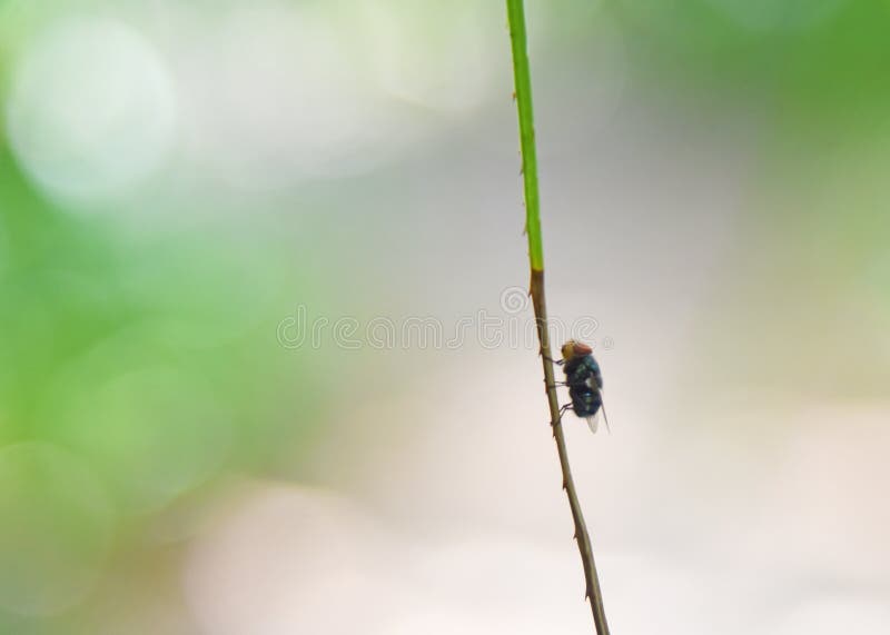 Small Fly Crawling Up on the Leaf Stock Photo - Image of drying, small ...