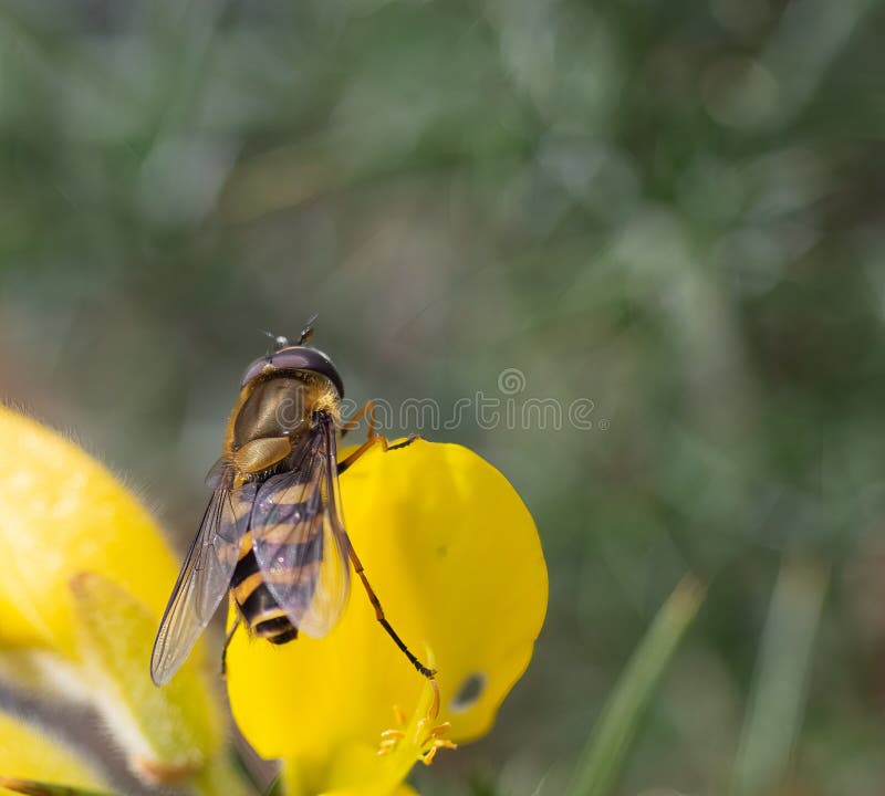 Small Fly on a Flower in Summer Sun Stock Image - Image of wildlife ...
