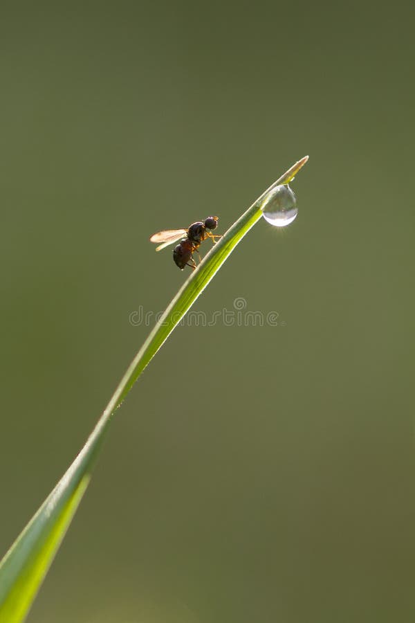 Small Fly on Green Grass with Dew Drop Stock Photo - Image of ...