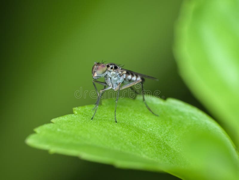 Small Fly on the Green Leaf Stock Image - Image of nature, insect ...