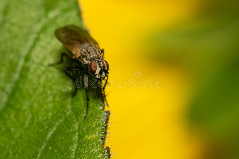 Small fly stock photo. Image of pattern, gardening, admiral - 229052346