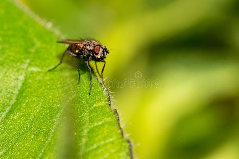 Small fly stock photo. Image of beautiful, blurred, orange - 229052352