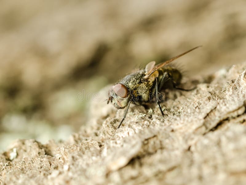 Small Fly Insect stock image. Image of detail, amazing - 35007565