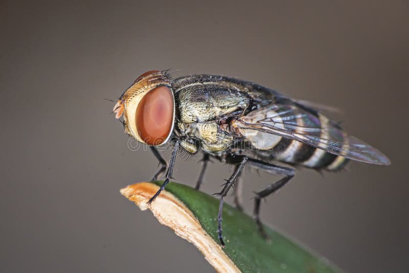 A Small Fly Insect on a Perch in Australia Stock Photo - Image of ...