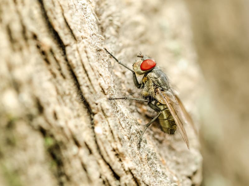 Small Fly Insect with Red Eyes Stock Image - Image of germ, eyes: 35007567