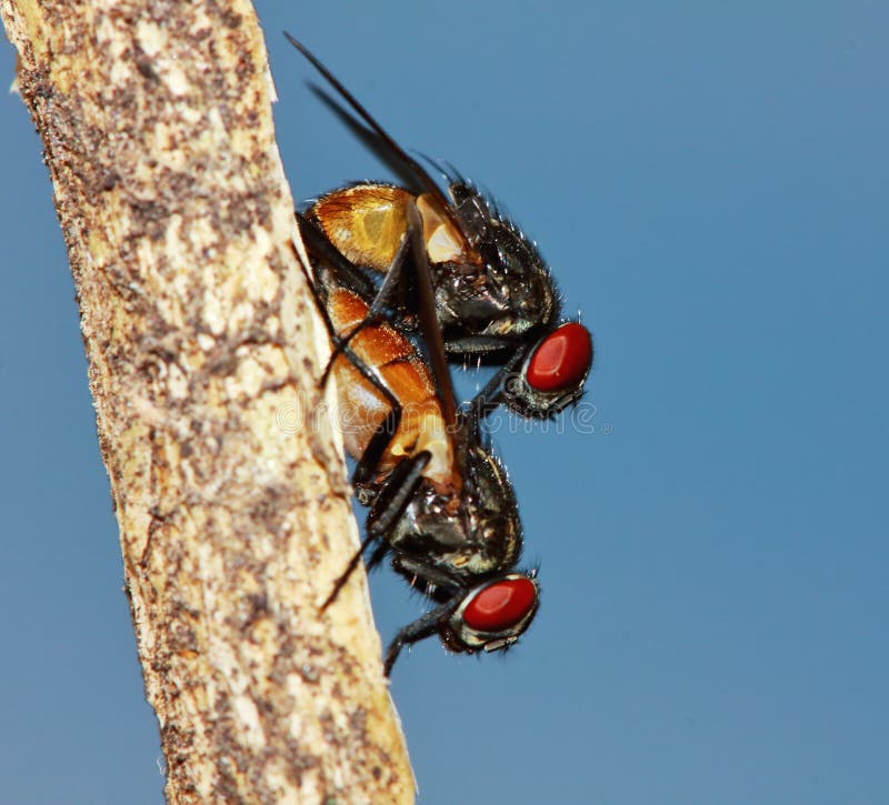 Small Fly Insects in Macro Photography Stock Image - Image of nature ...