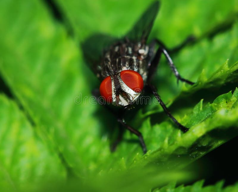 Small Fly Insects in Macro Photography on Background Stock Image ...