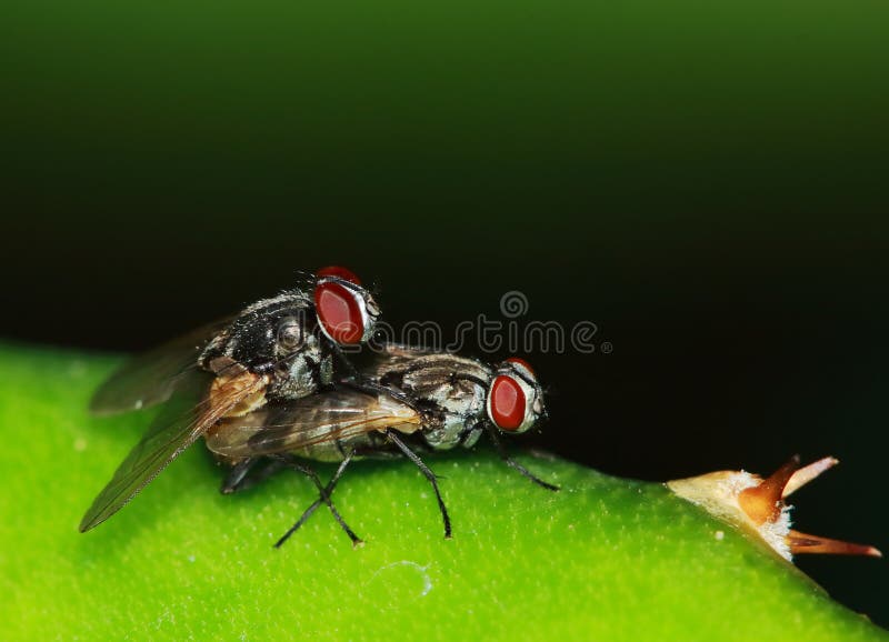 Small Fly Insects in Macro Photography on Background Stock Image ...