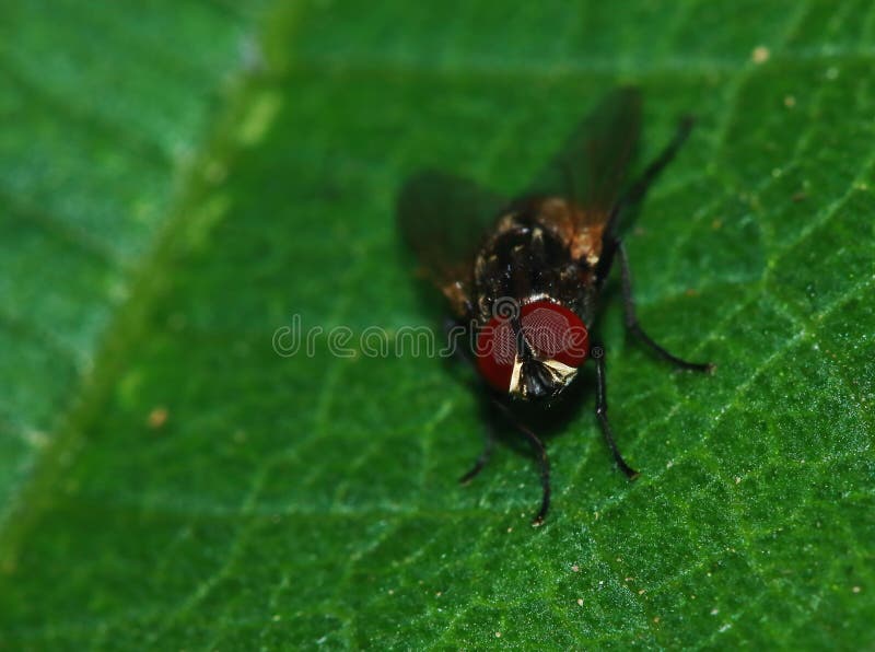 Small Fly Insects in Macro Photography on Background Stock Photo ...