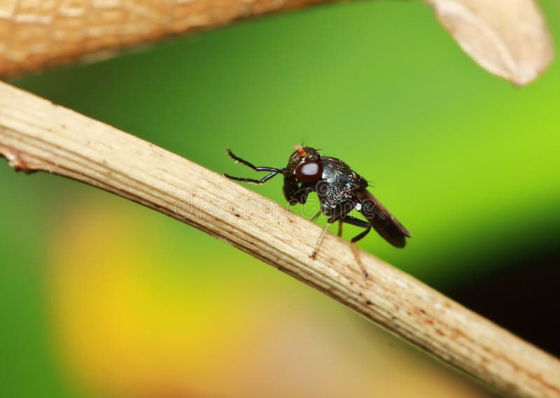 Small Fly Insects in Macro Photography on Background Stock Photo ...
