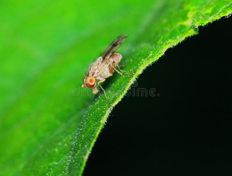 Small Fly Insects in Macro Photography on Background Stock Image ...