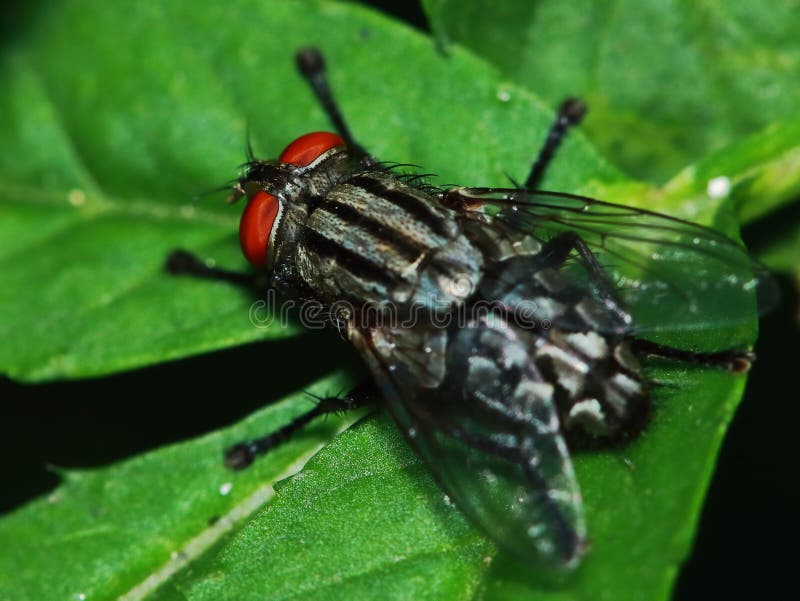 Small Fly Insects in Macro Photography on Background Stock Image ...