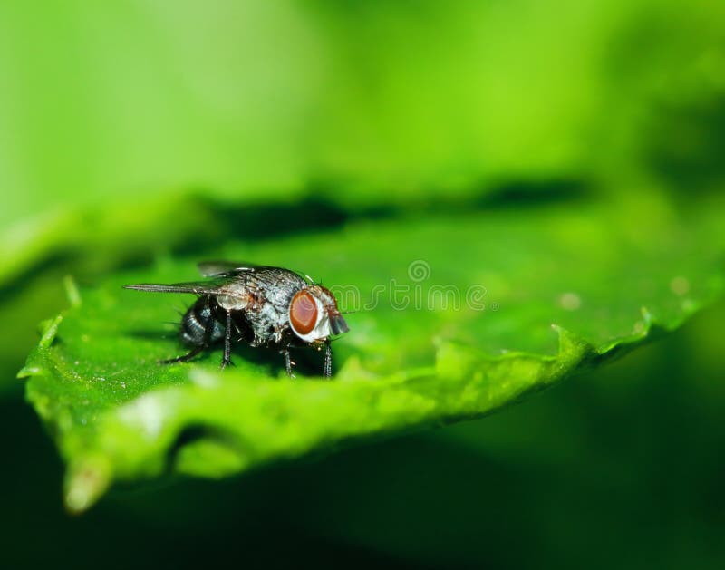 Small Fly Insects in Macro Photography on Background Stock Image ...